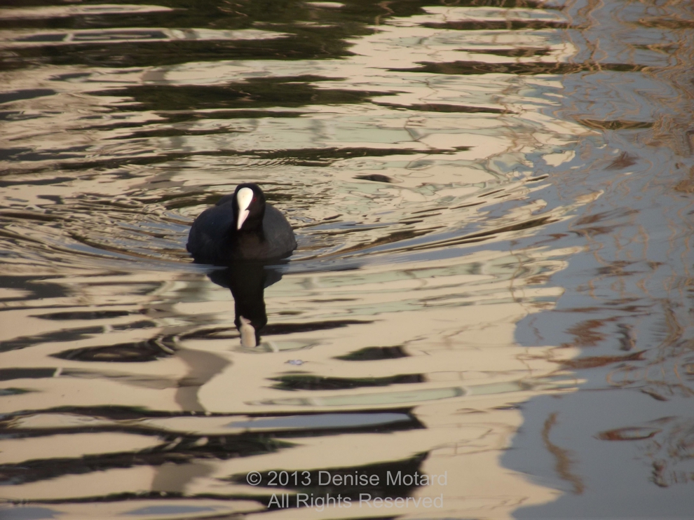 EURASIAN COOT