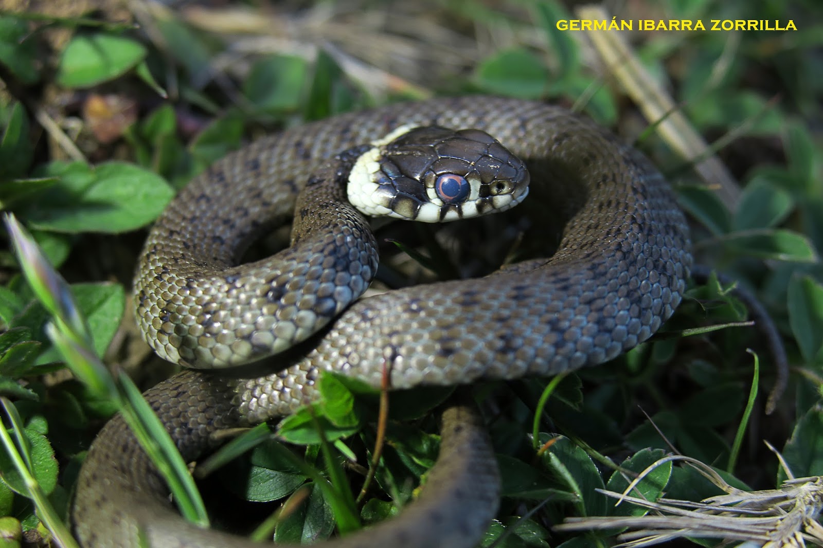 FAUNA COMPACTA el blog de Germán Ibarra Zorrilla: Culebra de collar ...