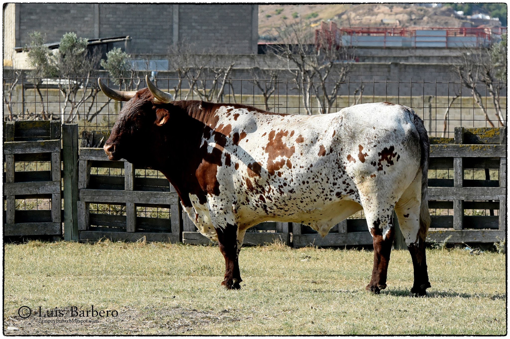 Campoybravo: Ganadería Berrenda "D. José Arriazu e Hijos" Ablitas ...