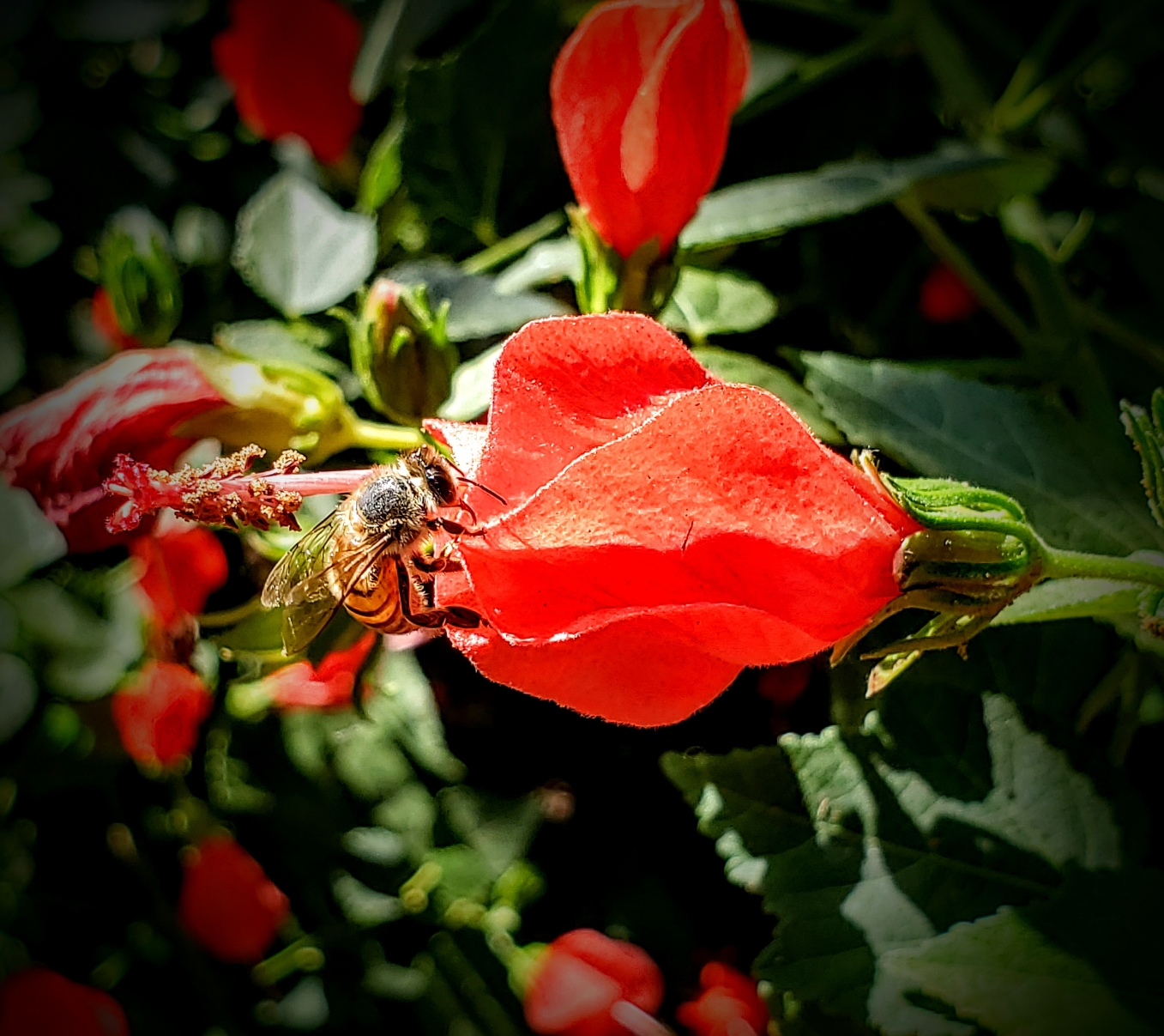 The Foraged Foodie: Foraging: identifying and eating turks cap flowers and fruit, easy for beginners