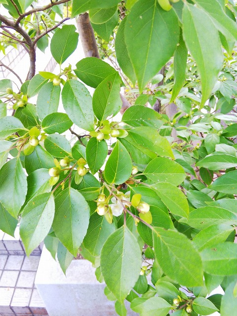 盆栽なんごく: 庭木のヒメシャラが咲く