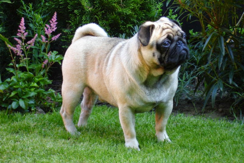 Mops von Koch totgeschlagen