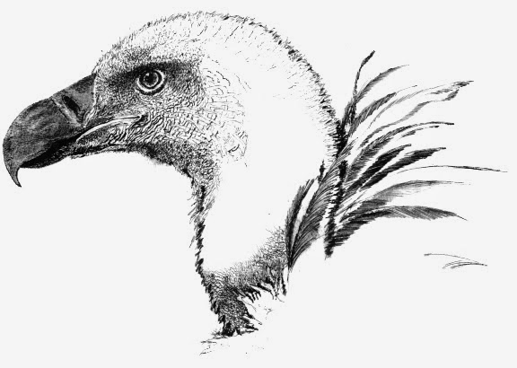 Gruppo Ornitologico Sardo