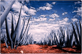 Aloe vera, korpad - Natural beauty of the earth