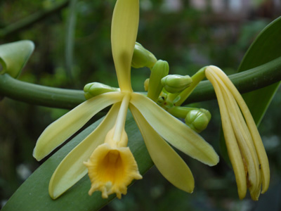 The Orchid Column: Vanilla: Exquisite and Delicious