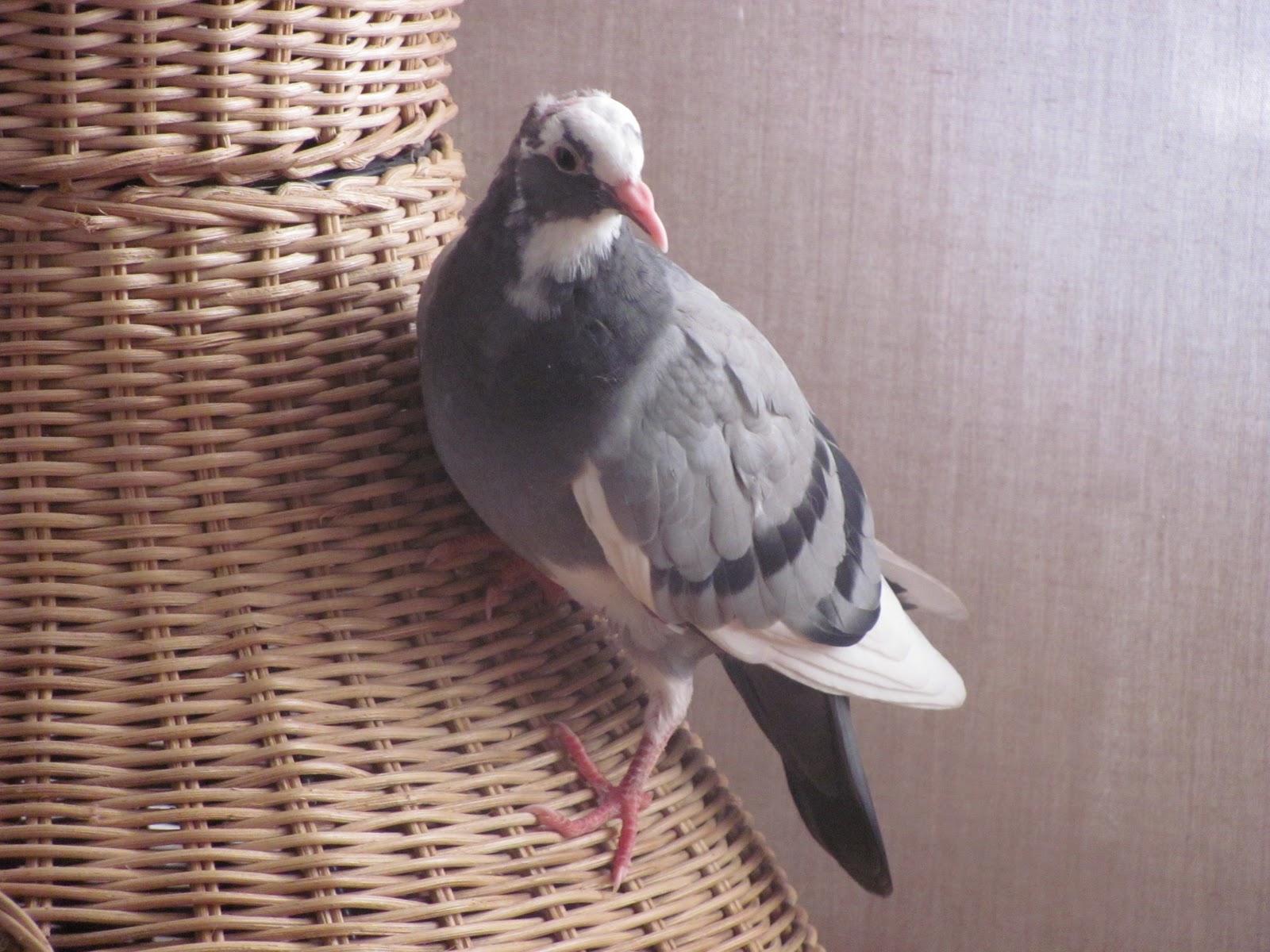 Mis amigas las palomas: Palomas caseras
