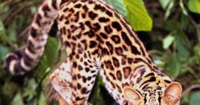 FÉLIDOS: FÉLIDOS MÁS PEQUEÑOS