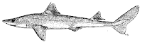 Tiburones en Galicia: Claves de los nueve órdenes de tiburones