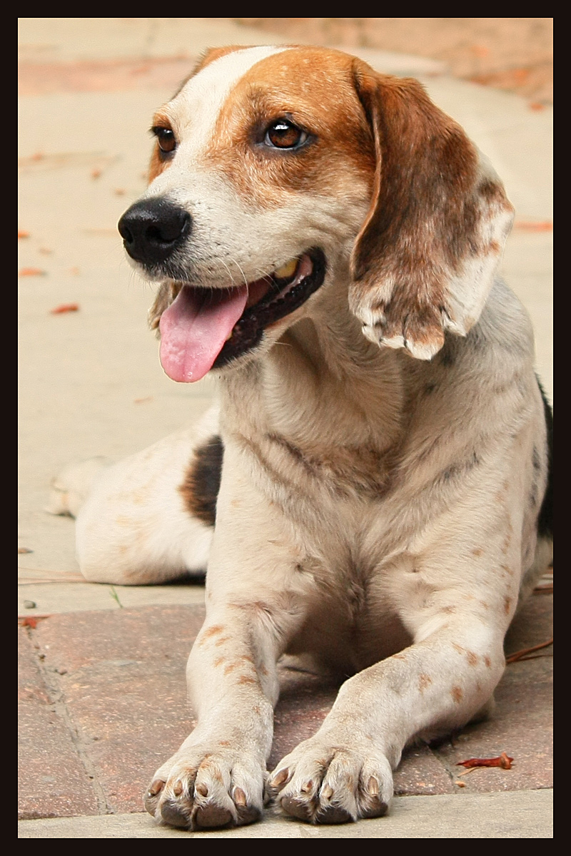 Barbs Blurbs: Beagle Bugle....