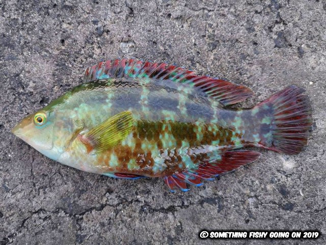 Something Fishy Going On: Species I caught in 2019.