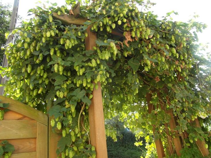 Humulus lupulus Aureus grow and care | Travaldo's blog