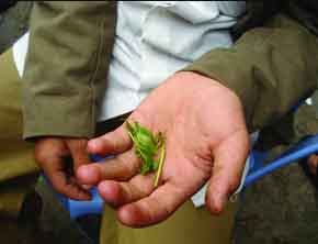 Chewing the Khat | Social Custom the Drug Khat