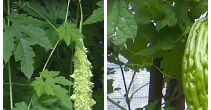 Be Healthy Be Fit: 18 Manfaat Kesehatan Daun Pare Dan Daun Pare Hutan