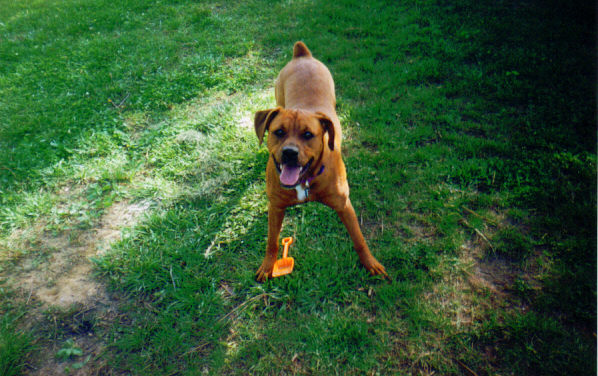 The Boxweiler: Why the Boxweiler? Introduction to the breed.