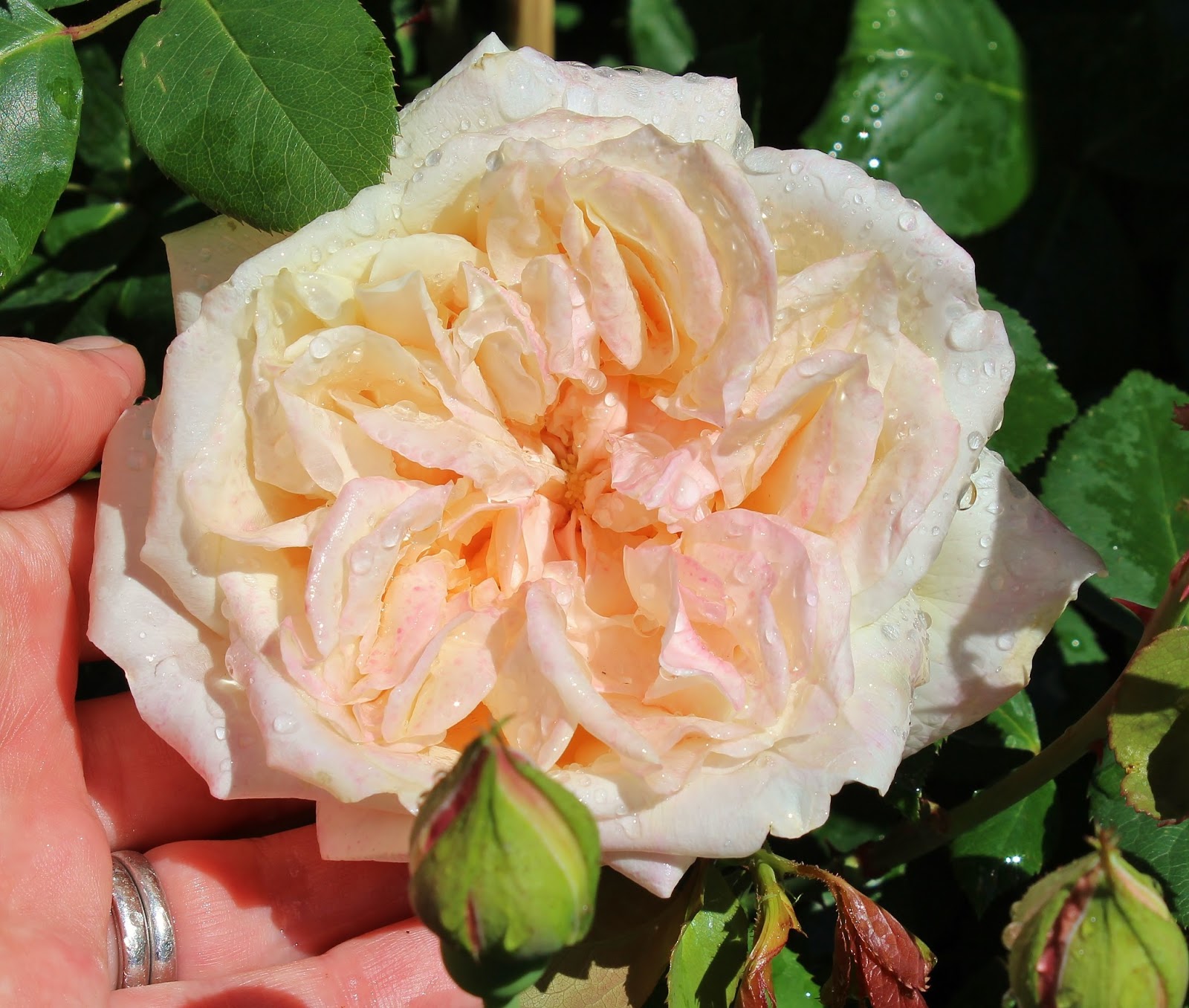 Present Perfect Creations: Peter Beales: classic English roses