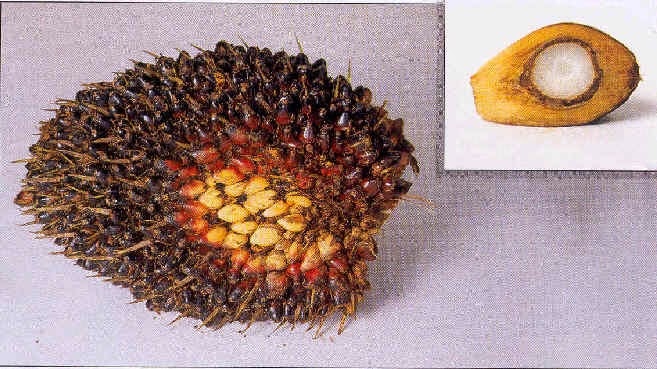 Mari Jadi Orang Baik: PENGGREDAN BUAH KELAPA SAWIT