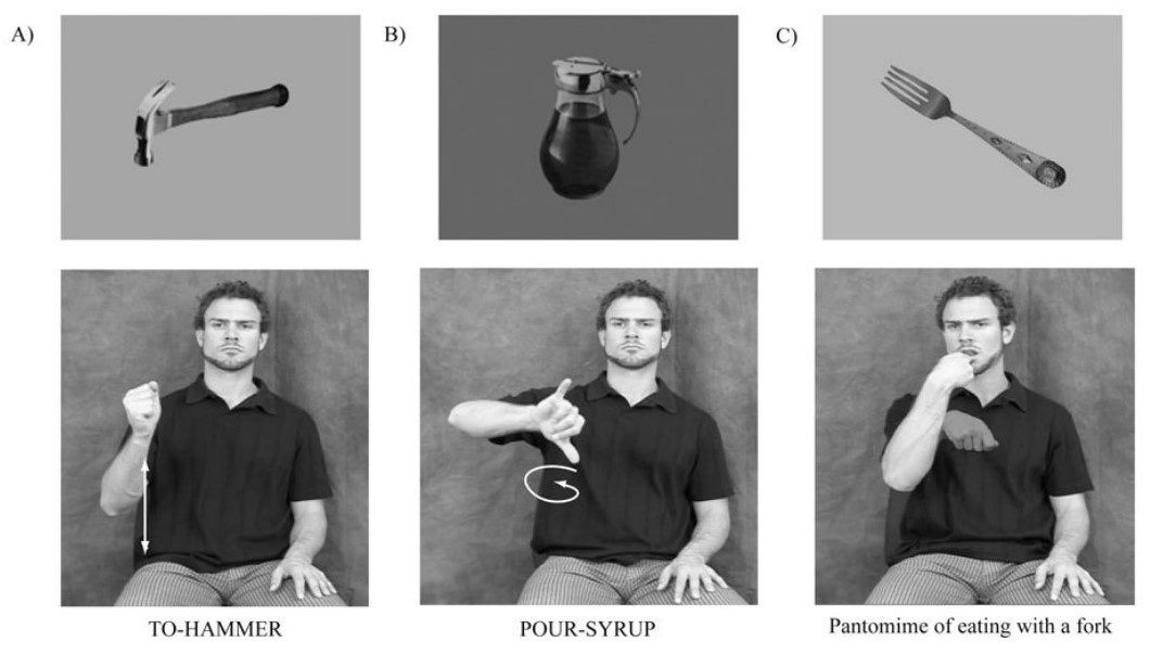 Sign Language Helps to Understand the Functioning of the Brain