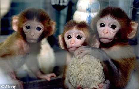 The animal zone: Huge rise in vivisection as 3.7m experiments on ...