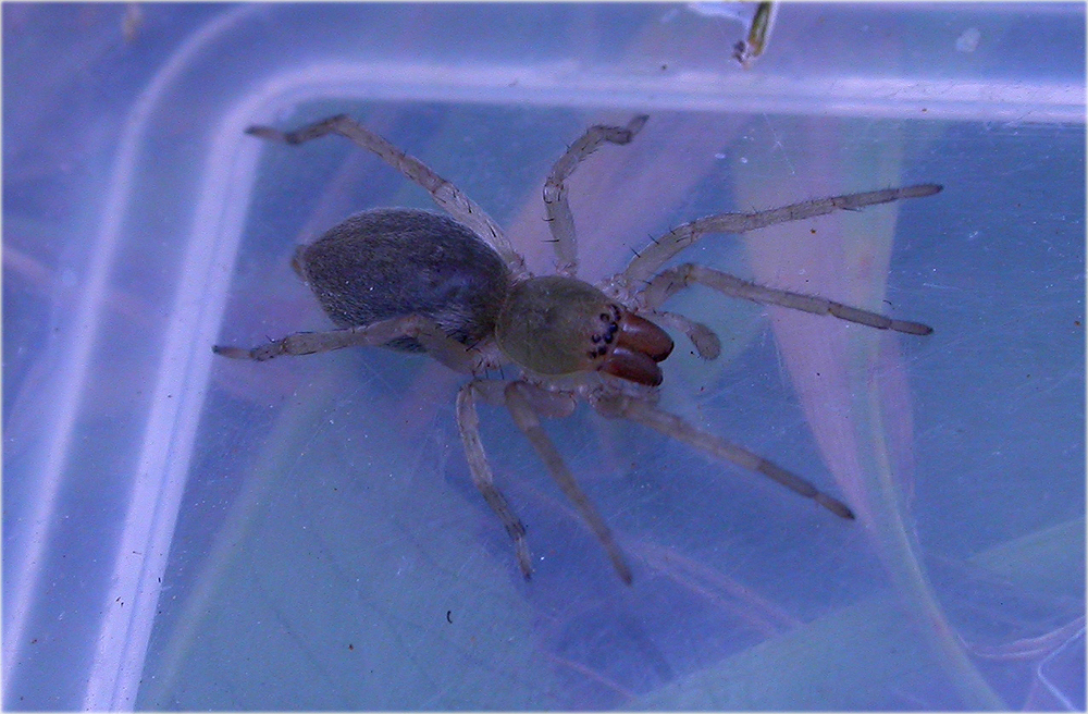 Arachnerds: Stone Spiders - Drassodes sp.