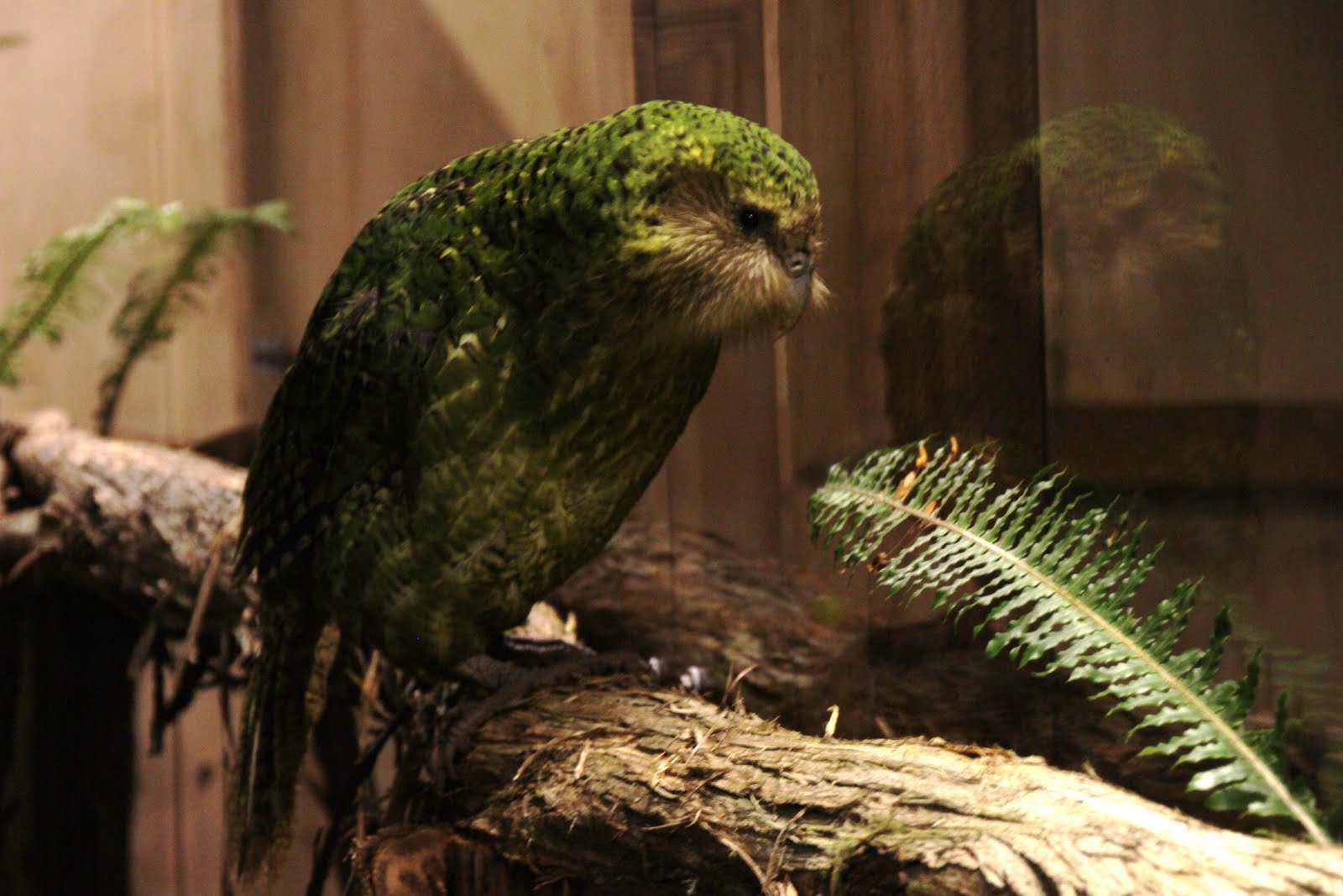 Fashion Activist: Sirocco the Kakapo