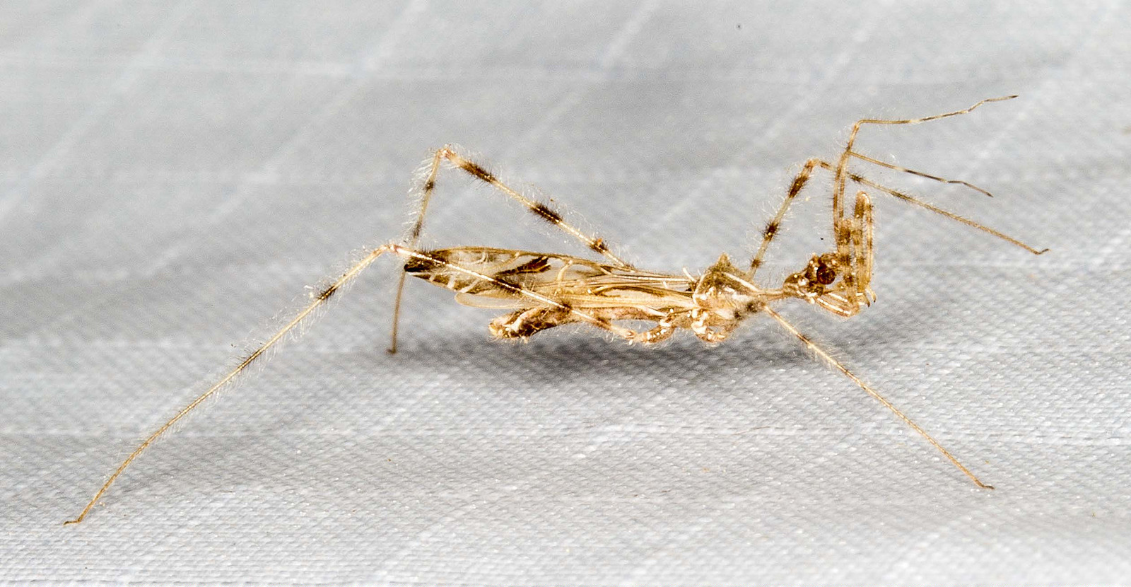 Real Monstrosities: Thread-legged Bug