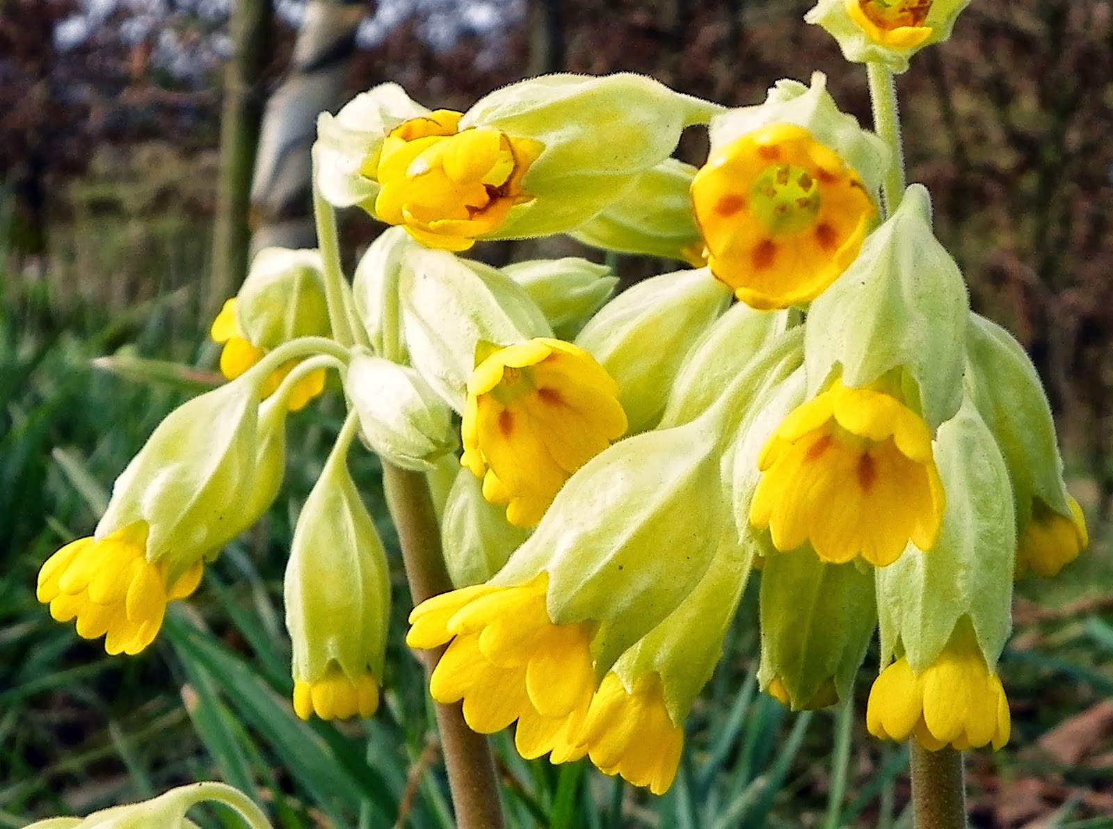 HOW TO PROPAGATE COWSLIPS AND PRIMROSES |The Garden of Eaden