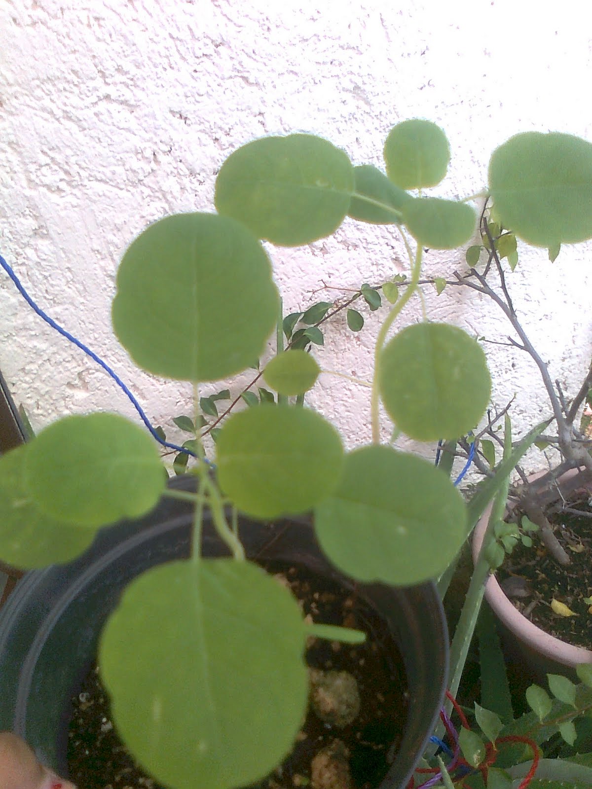 La pachamama: Pápalo ó Papaloquelite (Porophyllum ruderale)