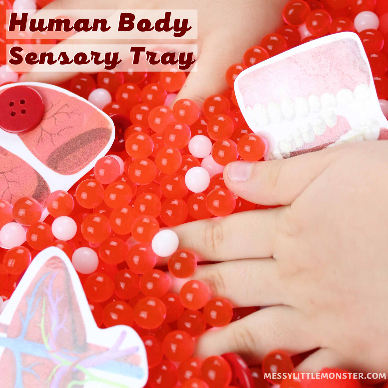 Human Body Sensory Tray Activity for Kids - Messy Little Monster
