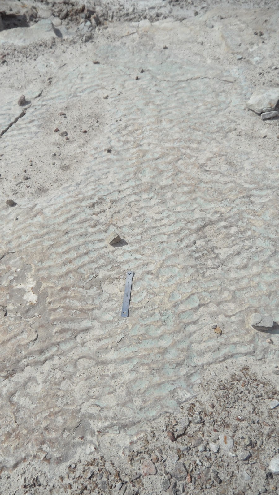 Fossils and Geology of Lanark County, Ontario: Fossil Ripple Marks in ...