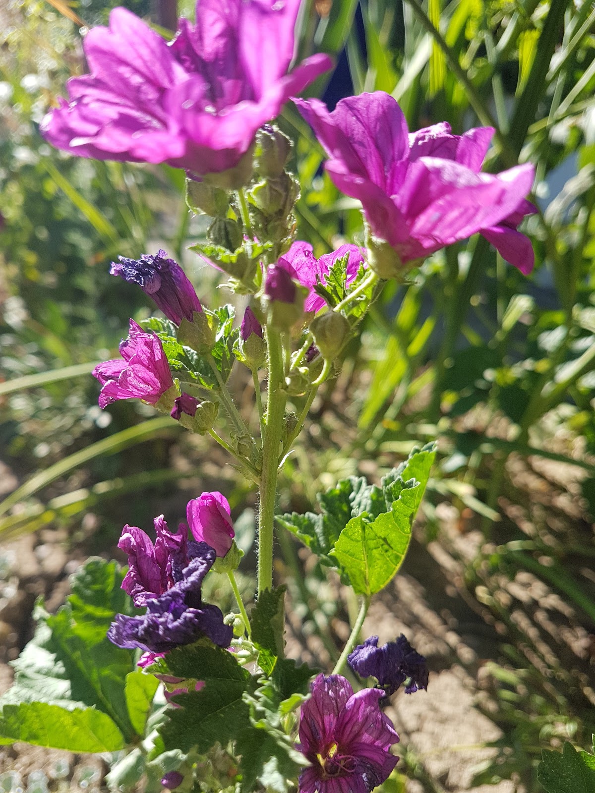 Crni sljez - dekorativna i prelijepa biljka izvanrednog ljekovitog sastava