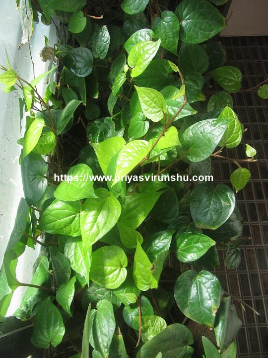 Priya's Virundhu: Vetrilai Sadam/Betel Leaves Rice with Poondu/Vetrilai ...