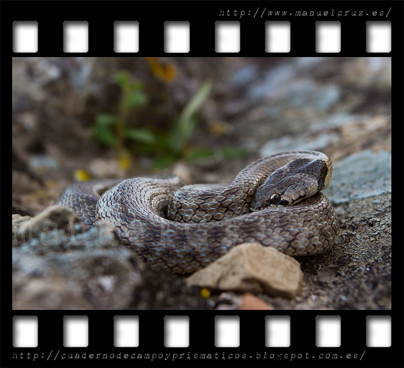 el blog de la lincesa: el sereno liliputiense