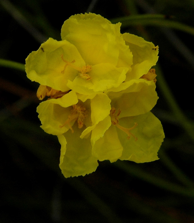 The Nature of Robertson: November 2011