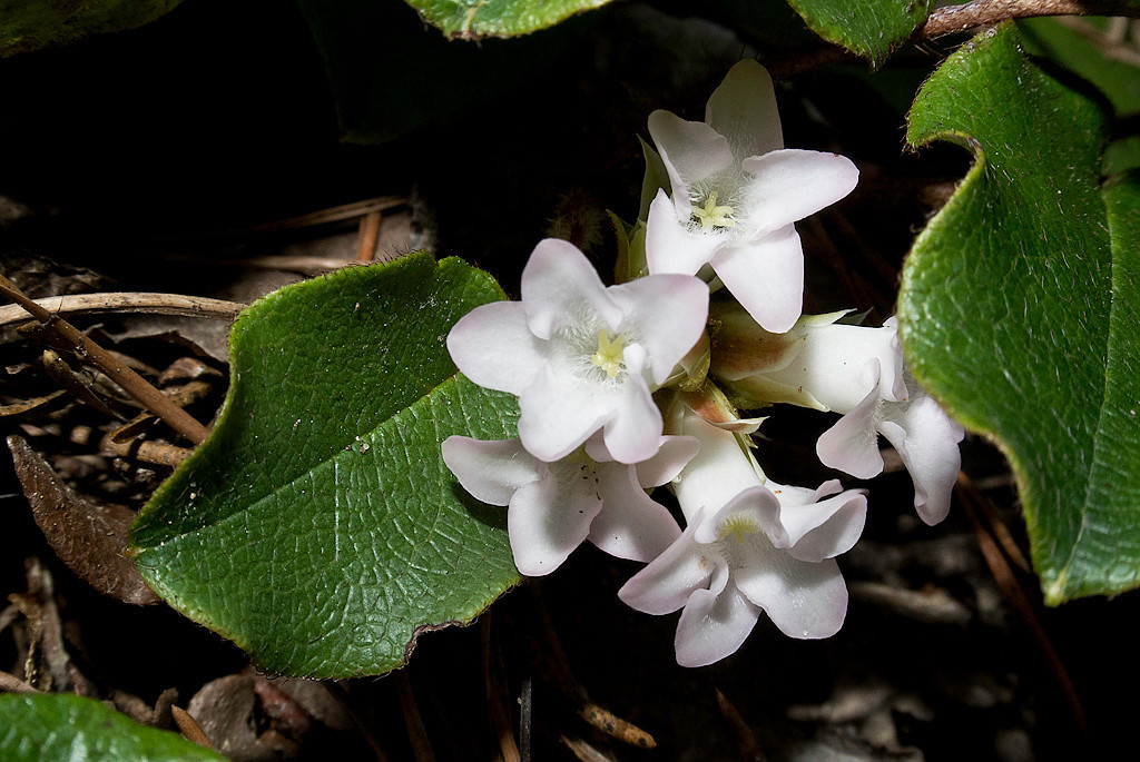 ARBICO Organics: May Flowers Are Here Again