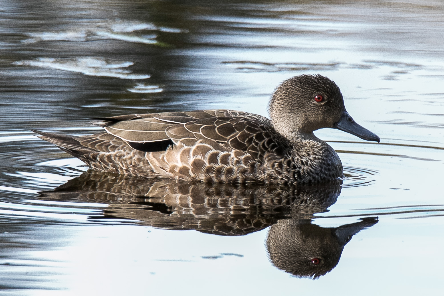 BIRDS of KILMORE, AUSTRALIA: Grey Teal
