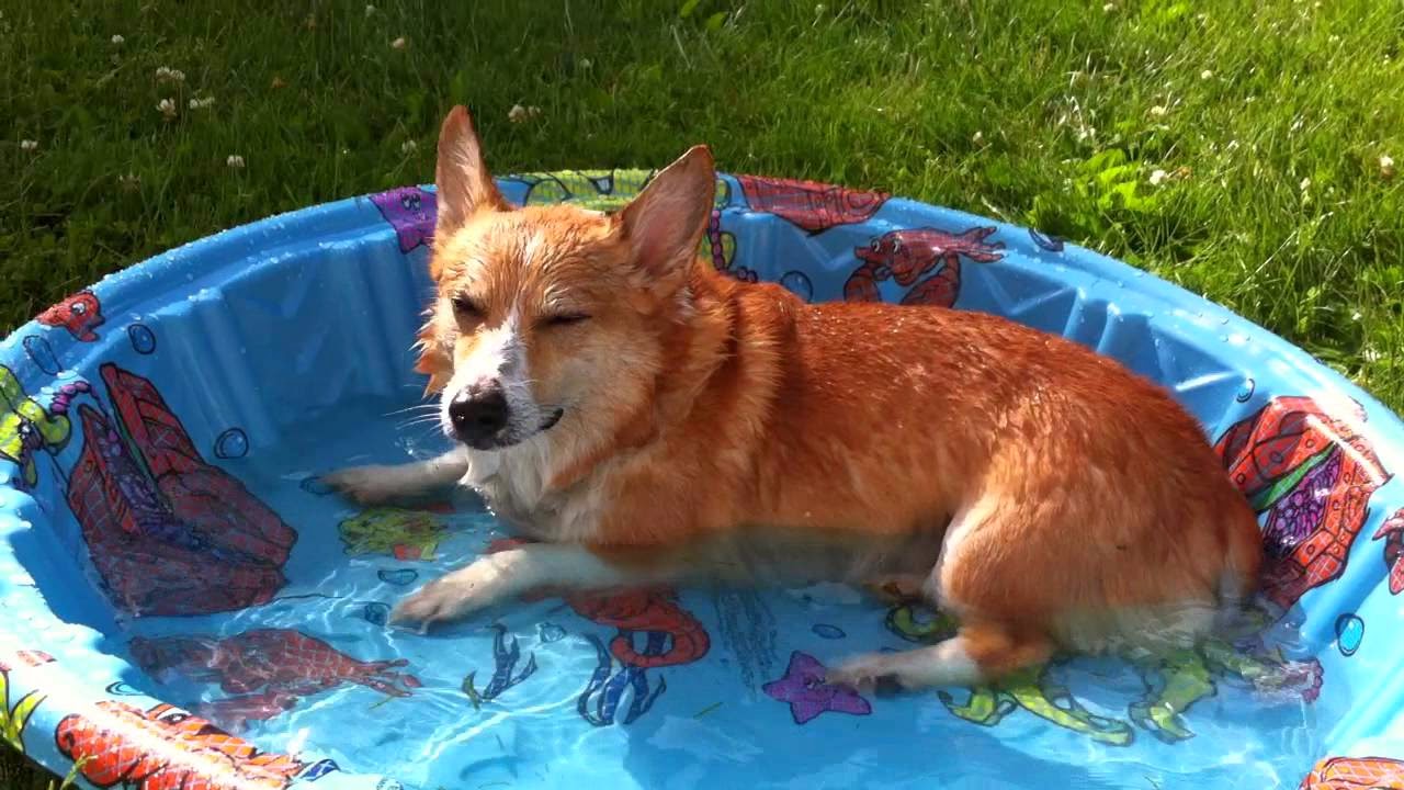 Vienna the corgi home of the wild corgi pack