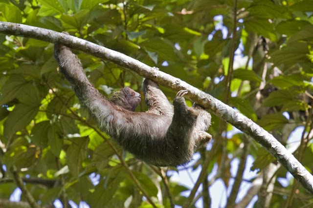 COSTA RICA 2011: Three-toed Sloth
