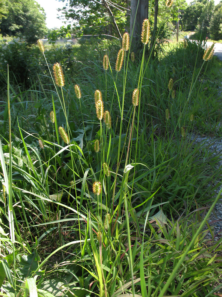 Setaria Pumila