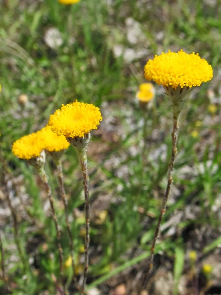 PhyloBotanist: Botany picture #121: Leptorhynchos squamatus
