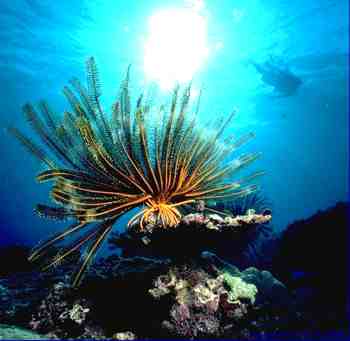 FLORA DA SERRA - Raízes da Mantiqueira: DEZEMBRO - Flores do Fundo do Mar