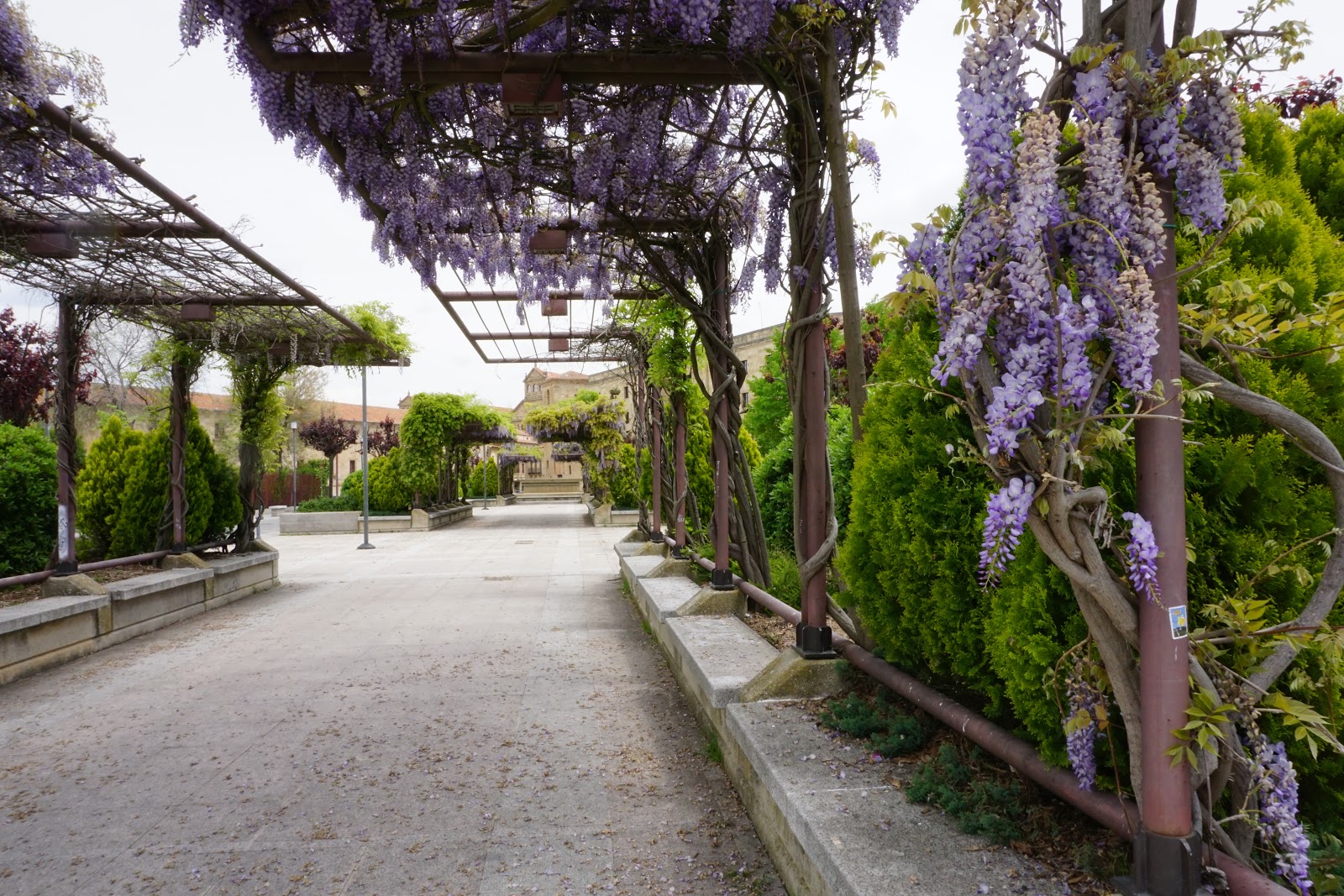 Plantas de Huerta Otea, Salamanca: Glicinia japonesa (Wisteria floribunda)