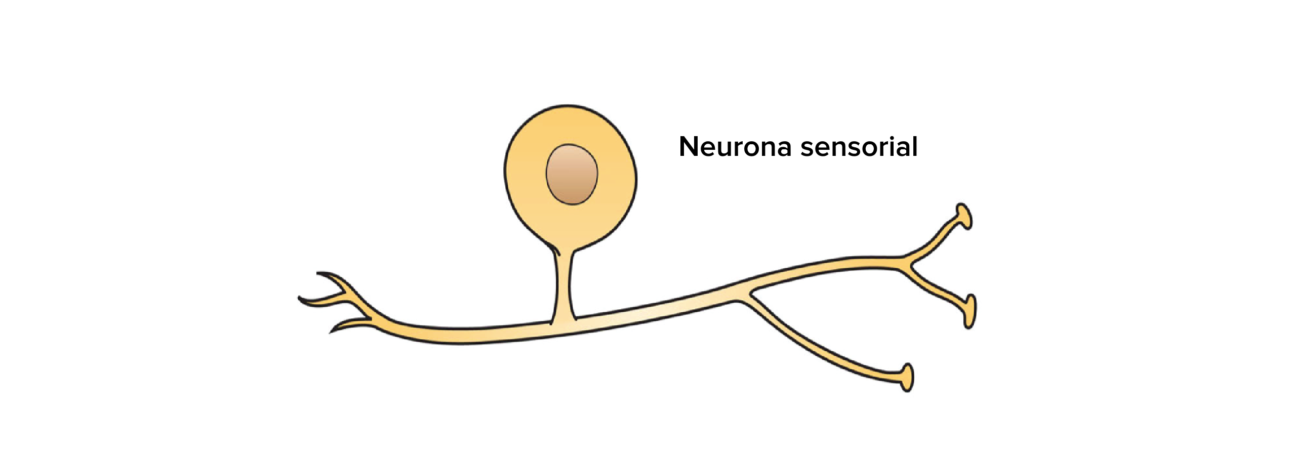 NEURONAS SENSORIALES