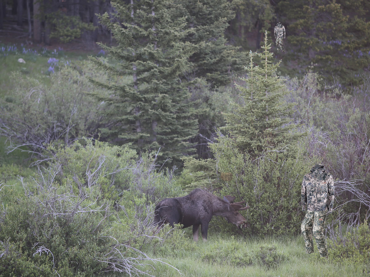Alpine Forest - Camouflage Test