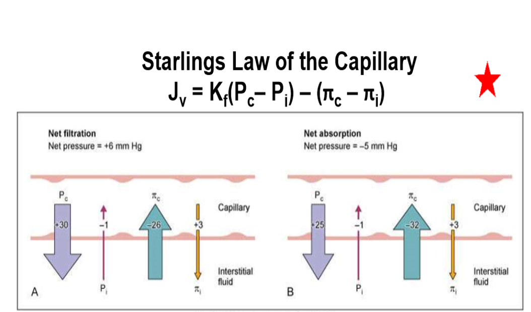 EXAMS AND ME : Starling Forces