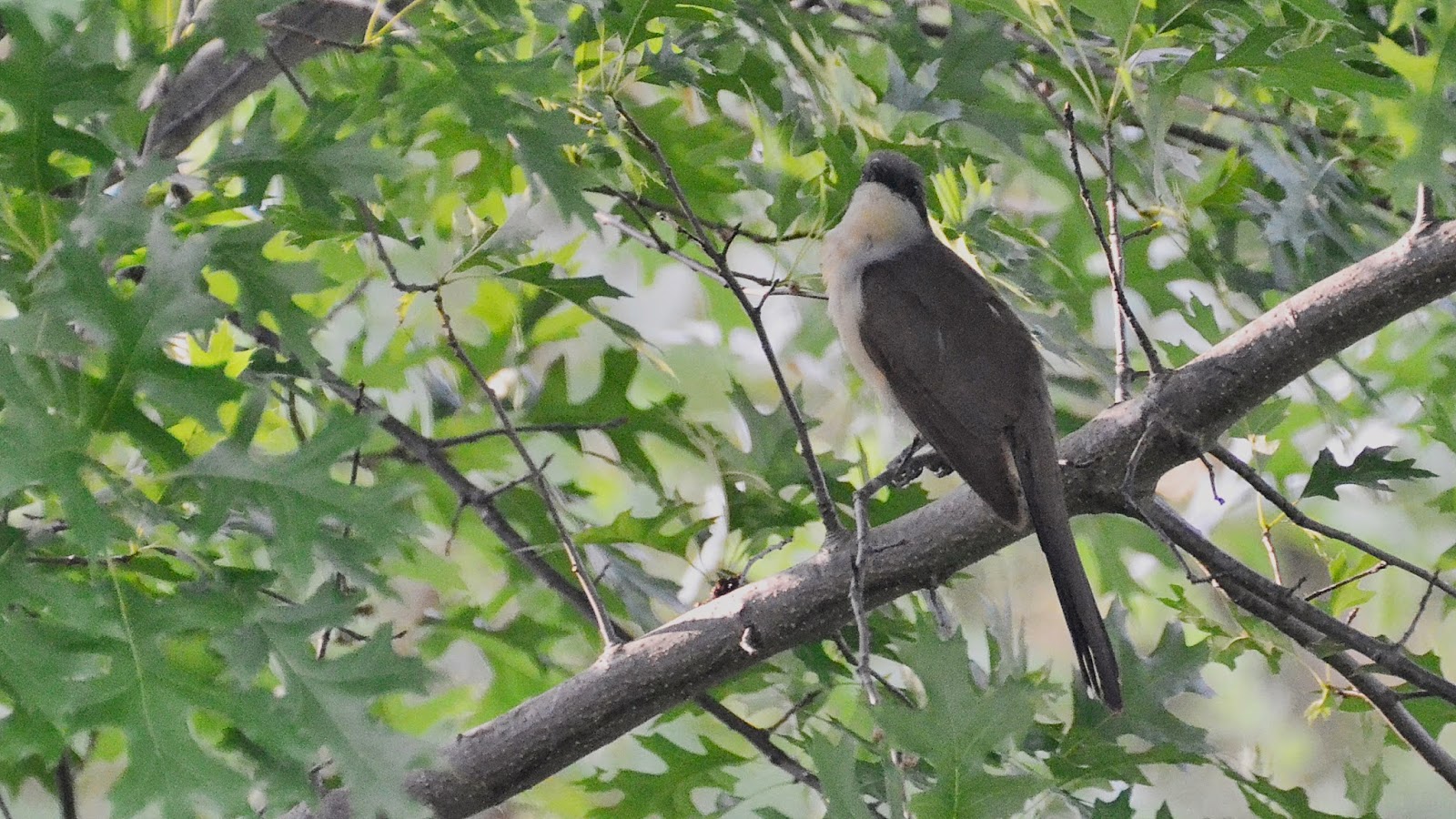 Aves de La Floresta: Cuclillo común