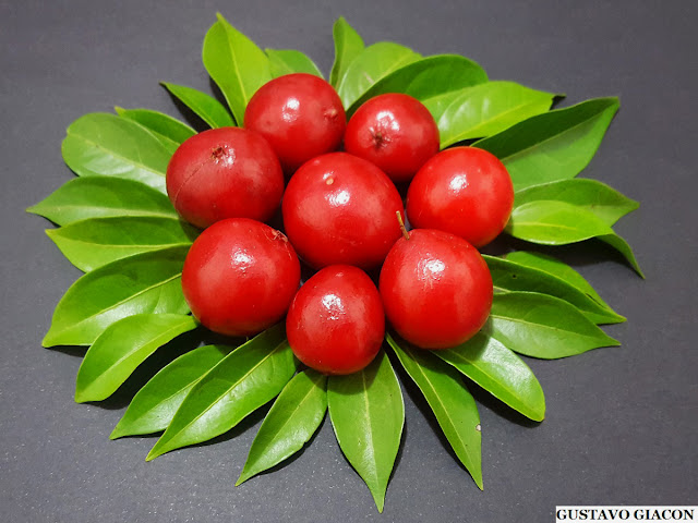 Viveiro Ciprest - Plantas Nativas e Exóticas: Ubaia Rubi ou Princesinha ...