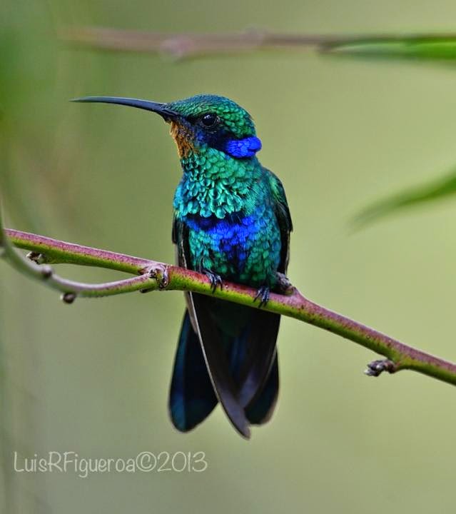 Argentina nativa: Colibrí grande (Colibri coruscans)