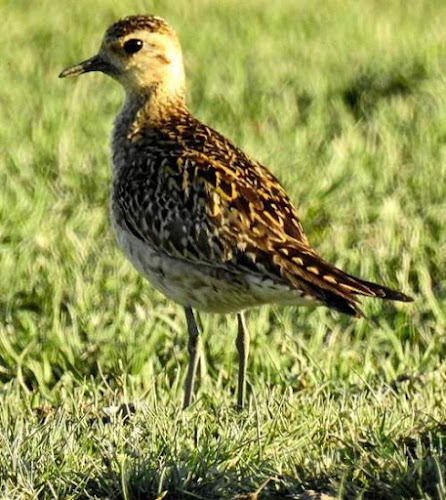 Pacific golden-plover photos | Birds of India | Bird World