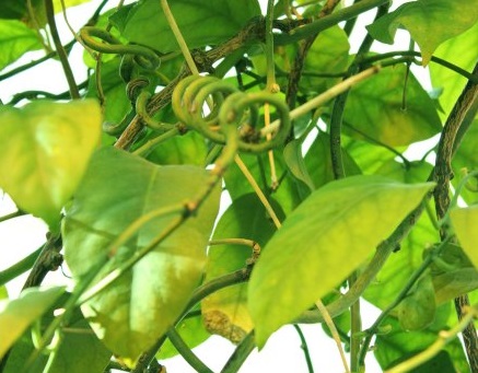 ALAM TUMBUHAN: KELUARGA AUS / AUSIA (Austrobaileyaceae family)