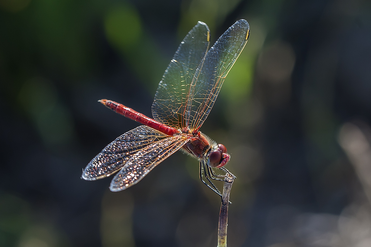A CONTRALUZ. Marco A. Ordiñana: LIBELULAS EN PARQUE NATURAL DE LA ...